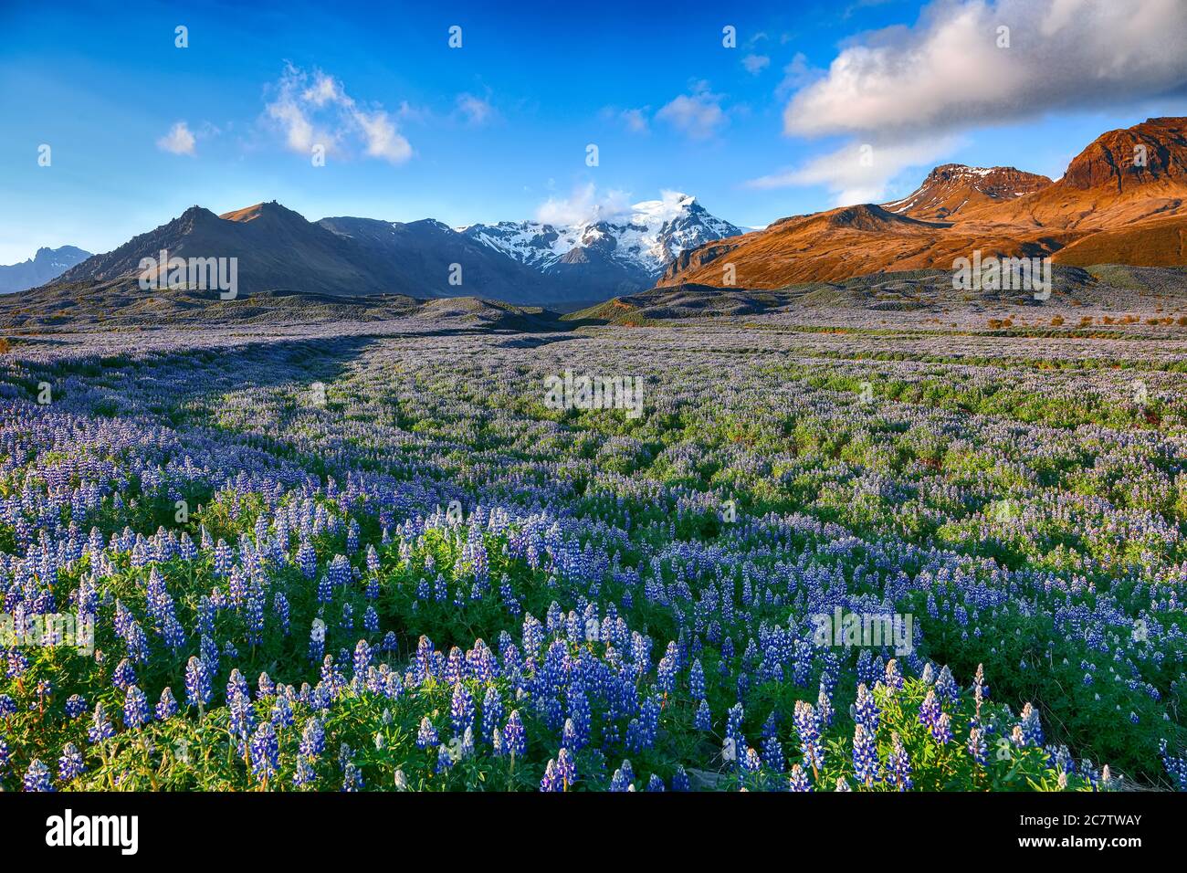 Typical Icelandic landscape with field of blooming lupine flowers next ...