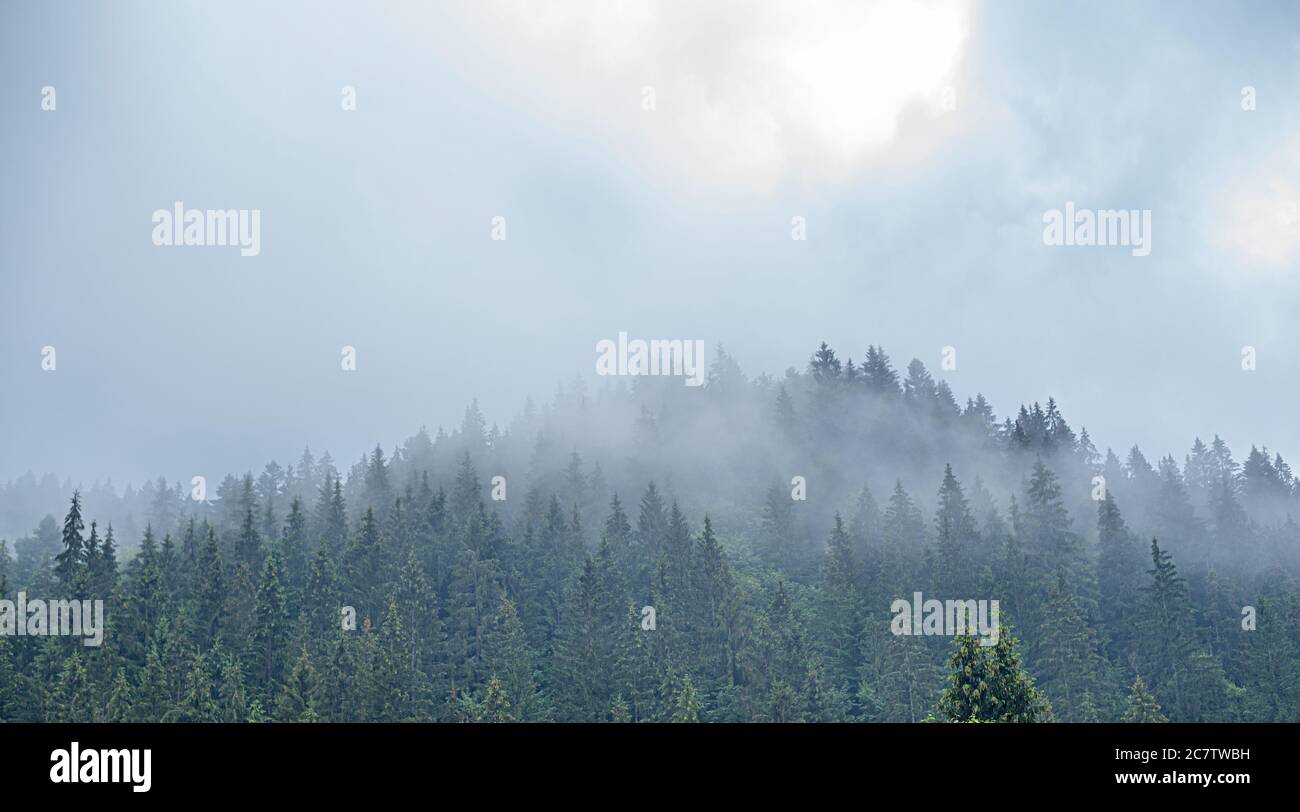 Canopy of pine trees in a pine forest hi-res stock photography and ...