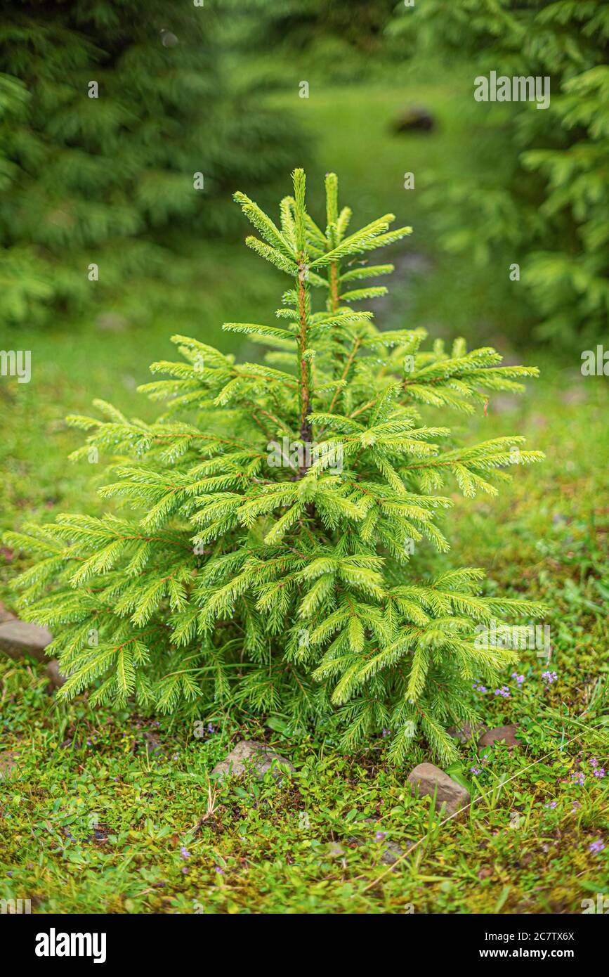 Christmas trees in the mountain forest Stock Photo - Alamy
