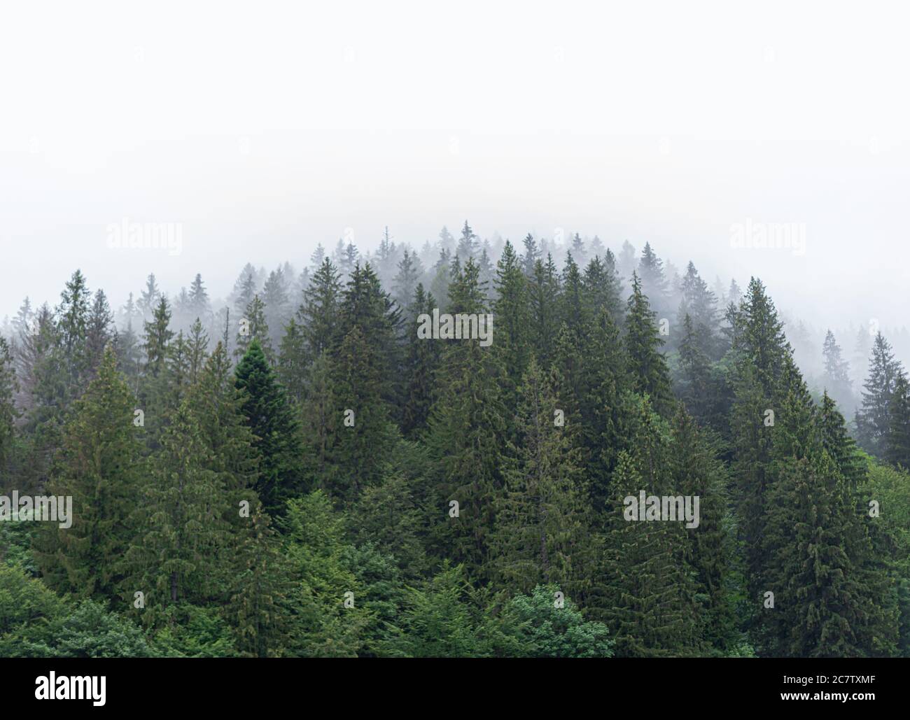 Carpathians. Spruce wild forest. A dense forest of fir trees in cloudy ...