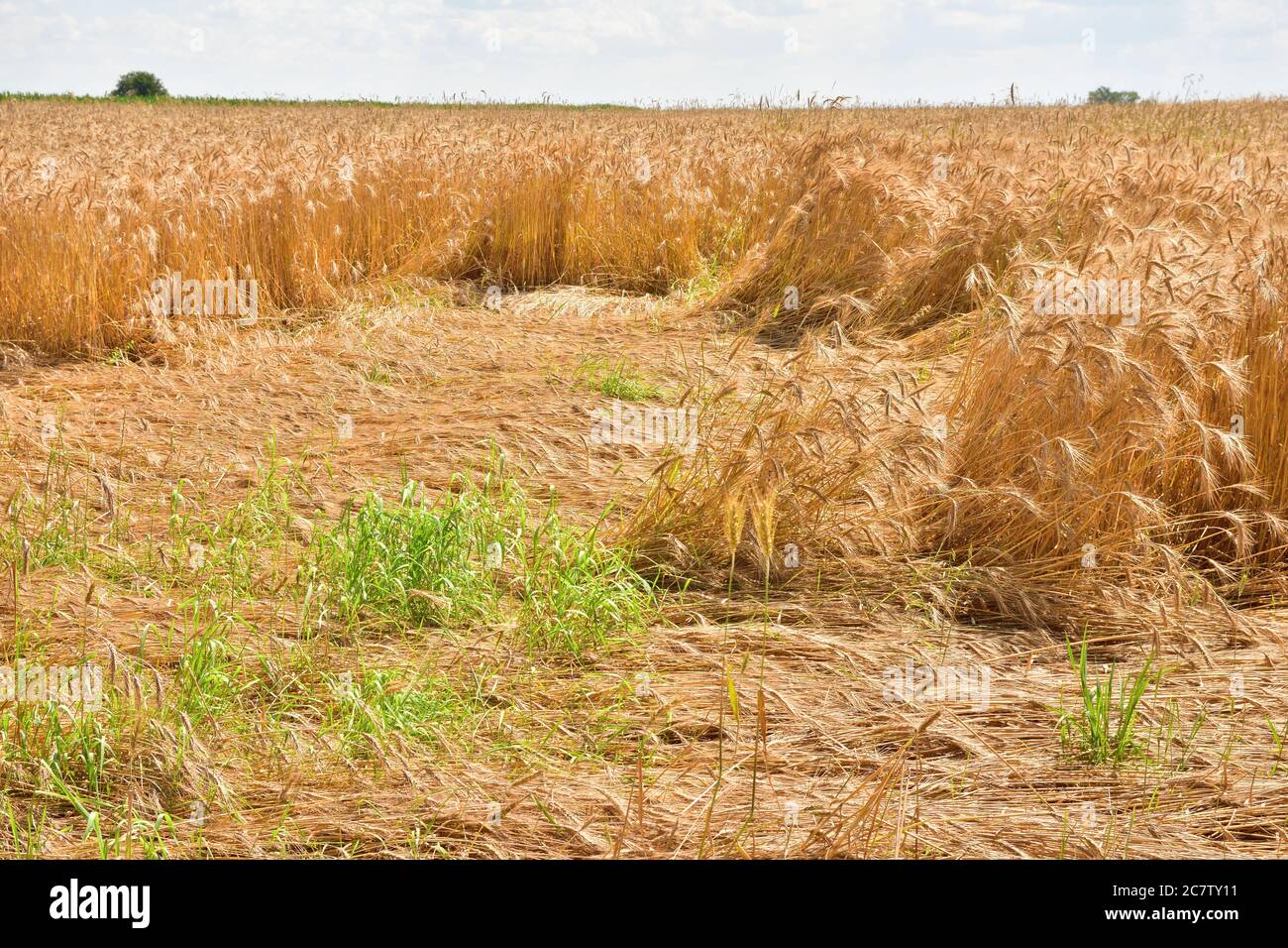 The grain before the harvest turned over in the field by rain and hail ...