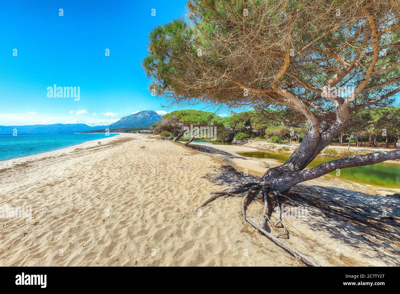 Maritime pine trees hi-res stock photography and images - Alamy