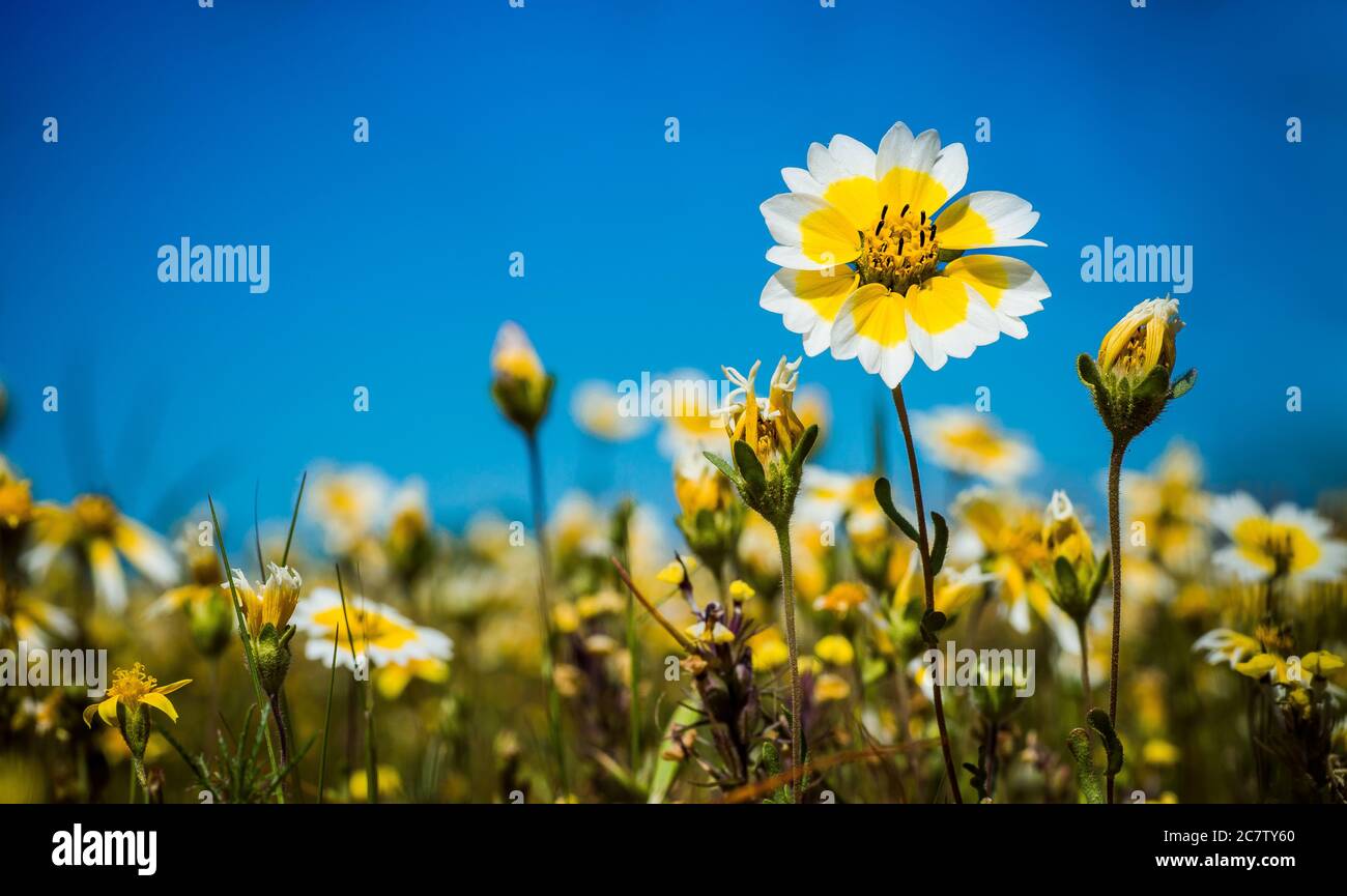 North america native wildflower hi-res stock photography and images - Alamy