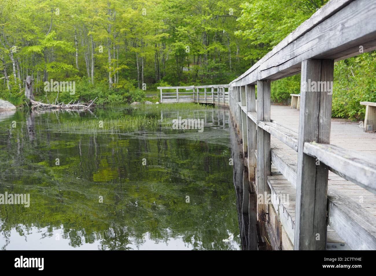 Lake surrounded by trees and bushes in the park in Halifax, Canada ...