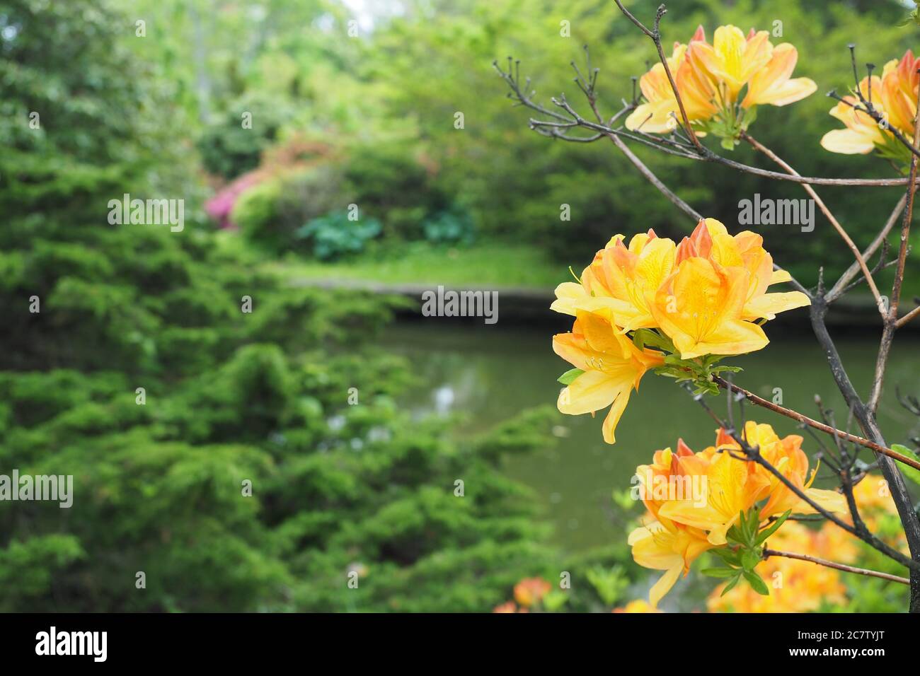 Orange and yellow Japanese azalea flowers in the park Stock Photo - Alamy
