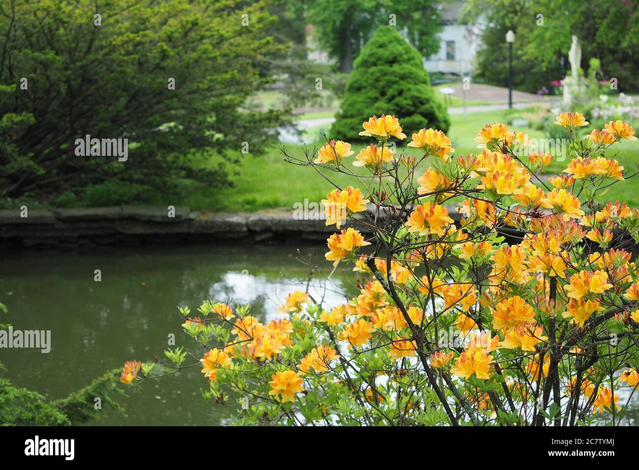 Orange and yellow Japanese azalea flowers in the park Stock Photo - Alamy