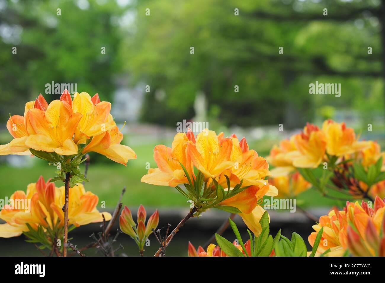 Orange and yellow Japanese azalea flowers in the park Stock Photo - Alamy
