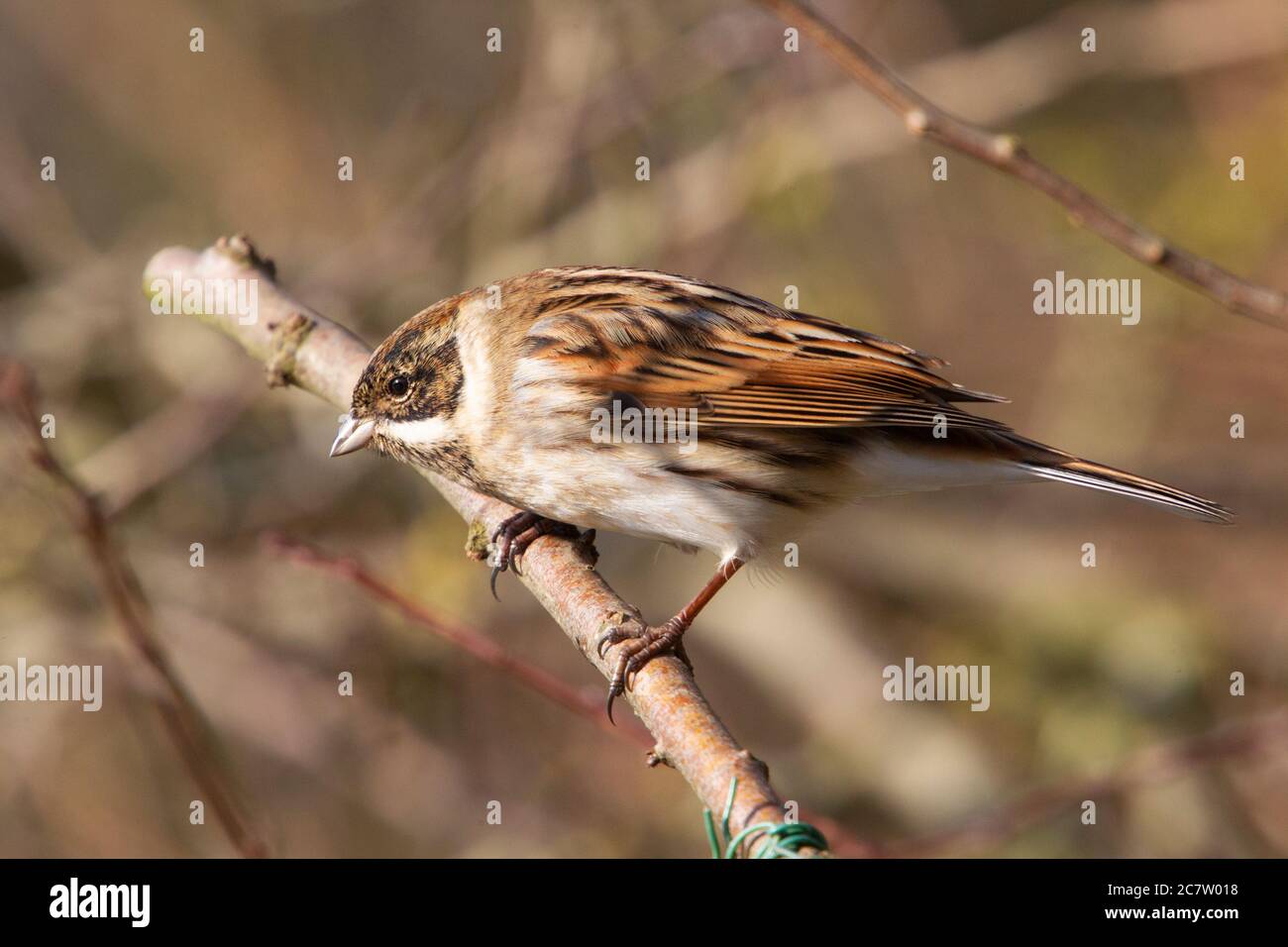 Common reed bunting hi-res stock photography and images - Alamy