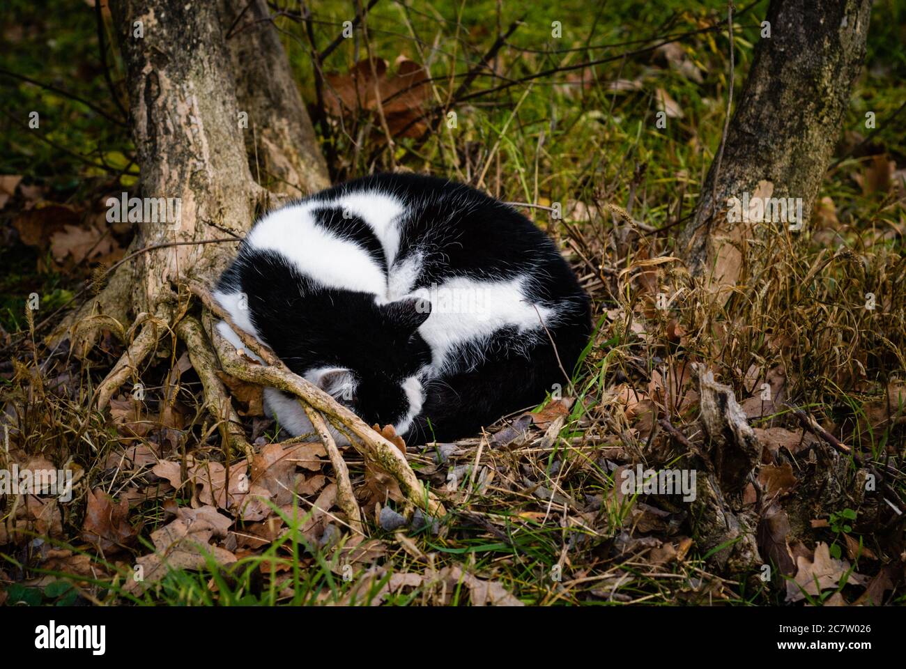 Cat sleeps under a tree in a forest curled up in a ball. Autumn Stock ...