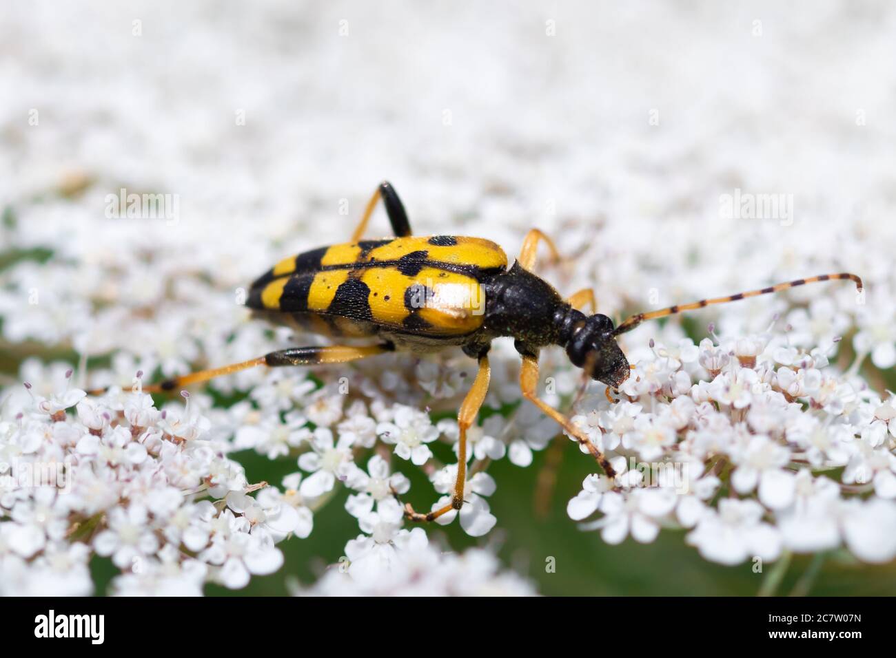Close-up detailed photo of a yellow and black Spotted longhorn beetle ...