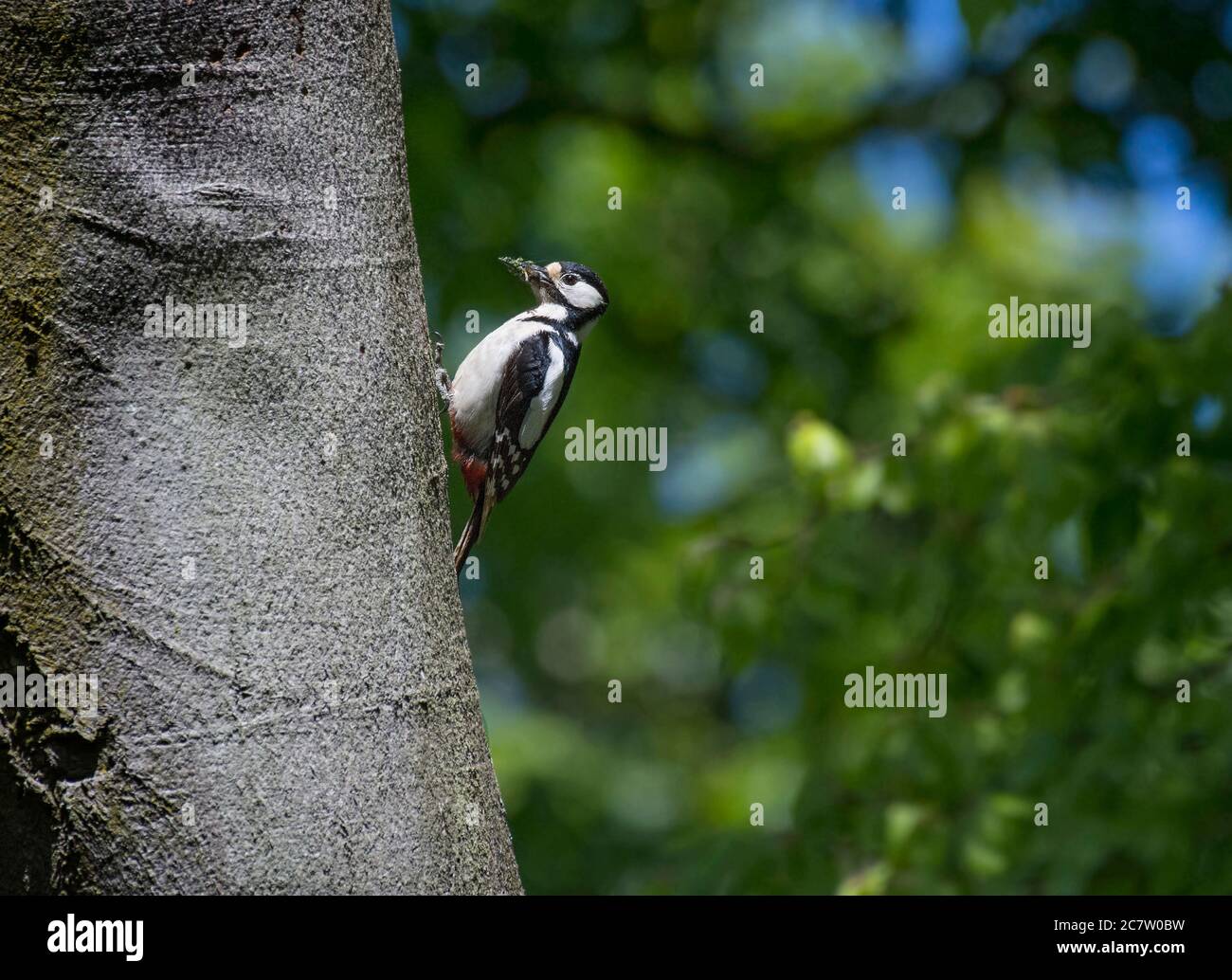 Great spotted woodpecker, Dendrocopos major, on a tree trunk, with beak ...
