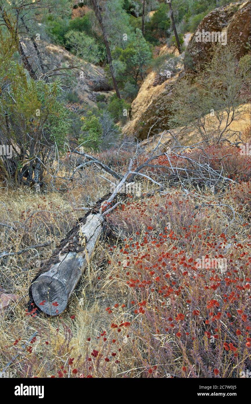 Pinnacles national park hi-res stock photography and images - Alamy