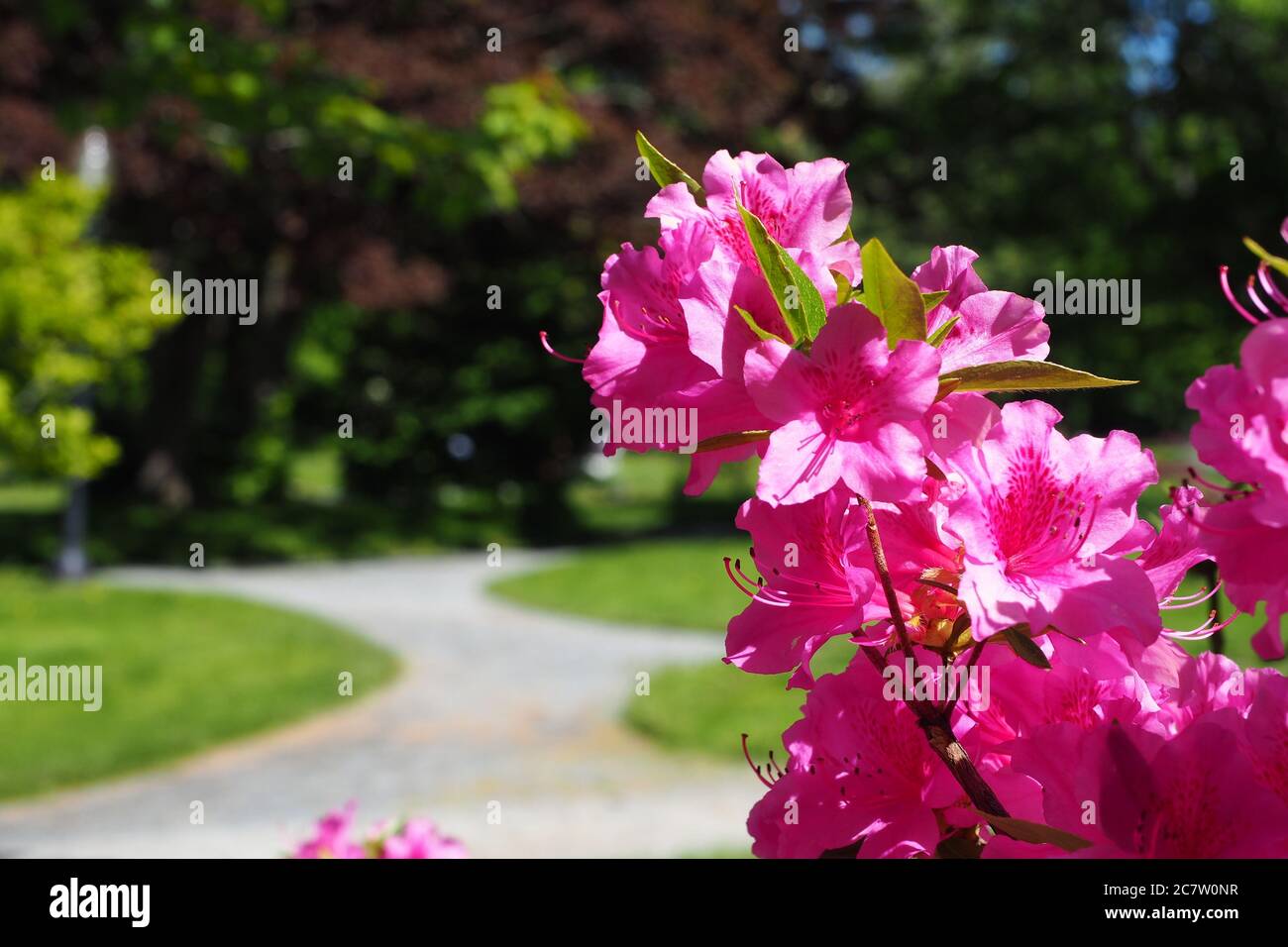 Closeup shot of pink rhododendrons flowers in the park in Halifax ...