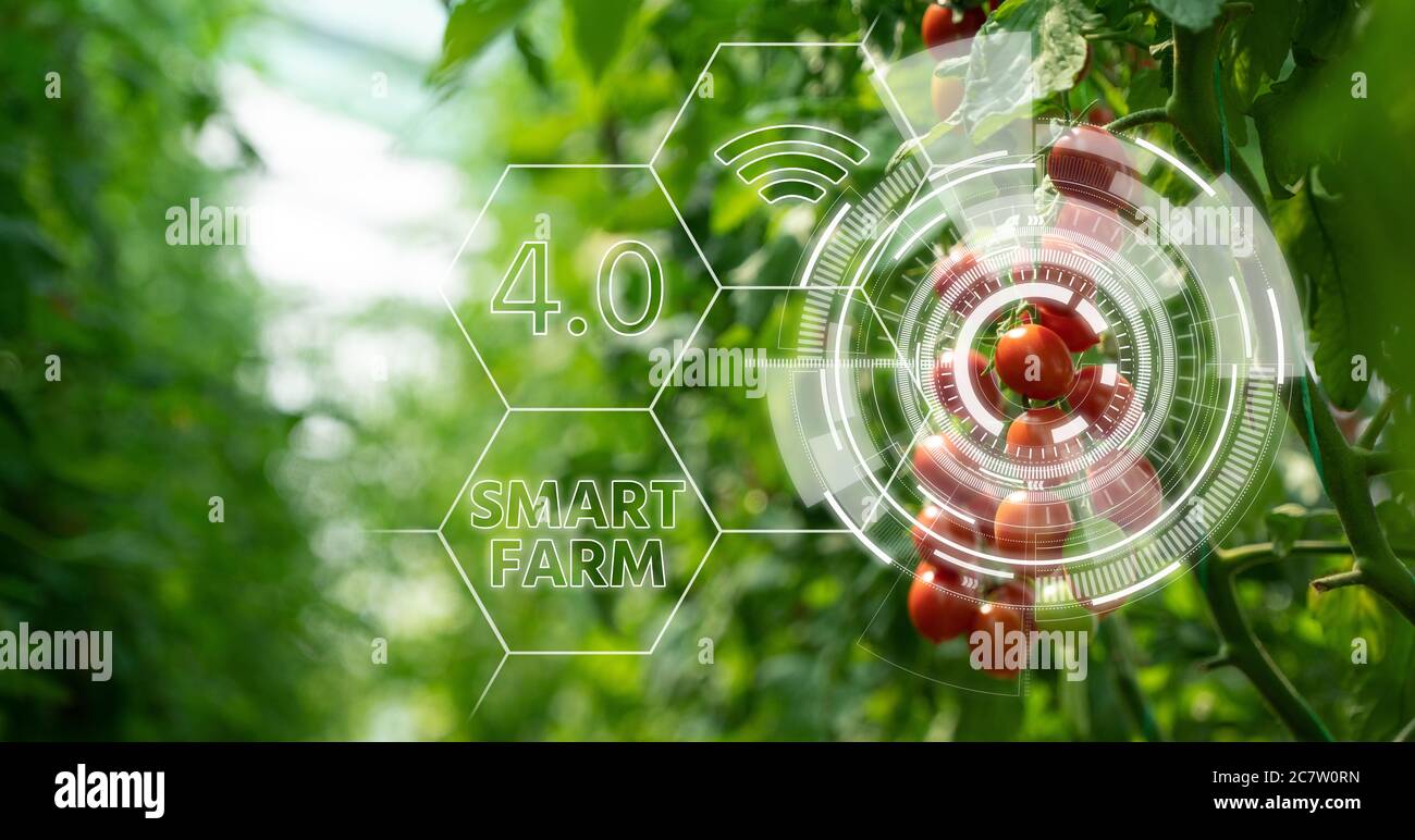 Tomatoes in greenhouse with infographics. Smart farming and precision ...