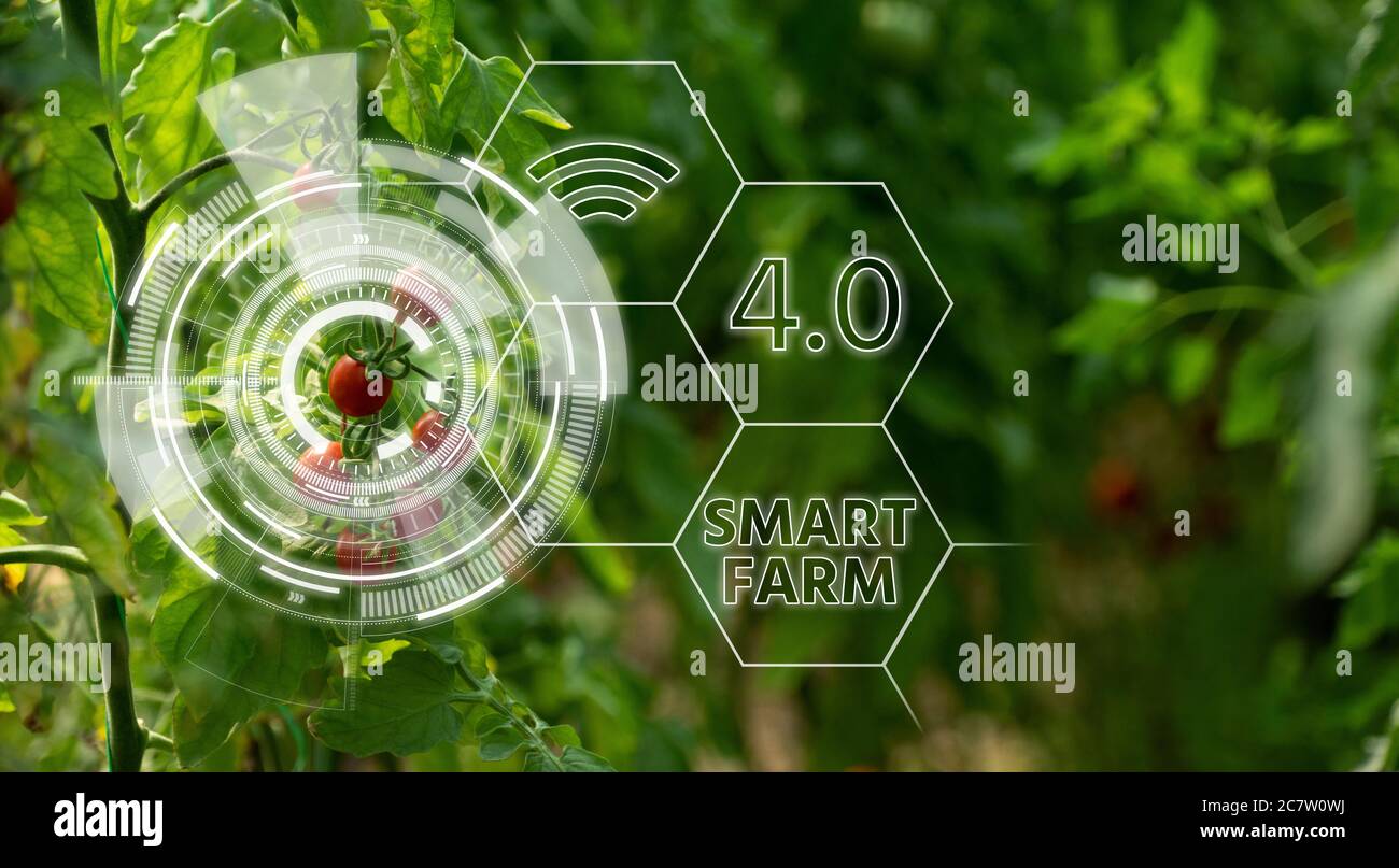 Tomatoes in greenhouse with infographics. Smart farming and precision ...