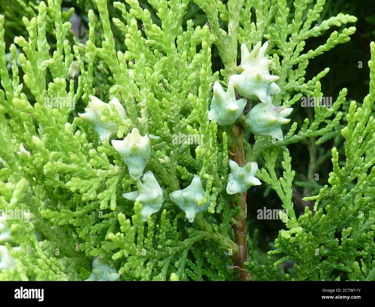 Cypress branch plants hi-res stock photography and images - Alamy