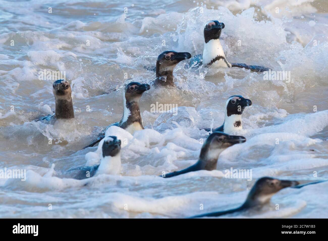 Flock of penguin hi-res stock photography and images - Alamy