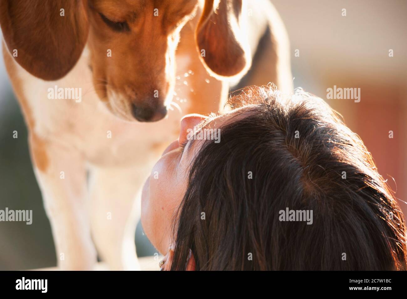 Beagle gaze hi-res stock photography and images - Alamy