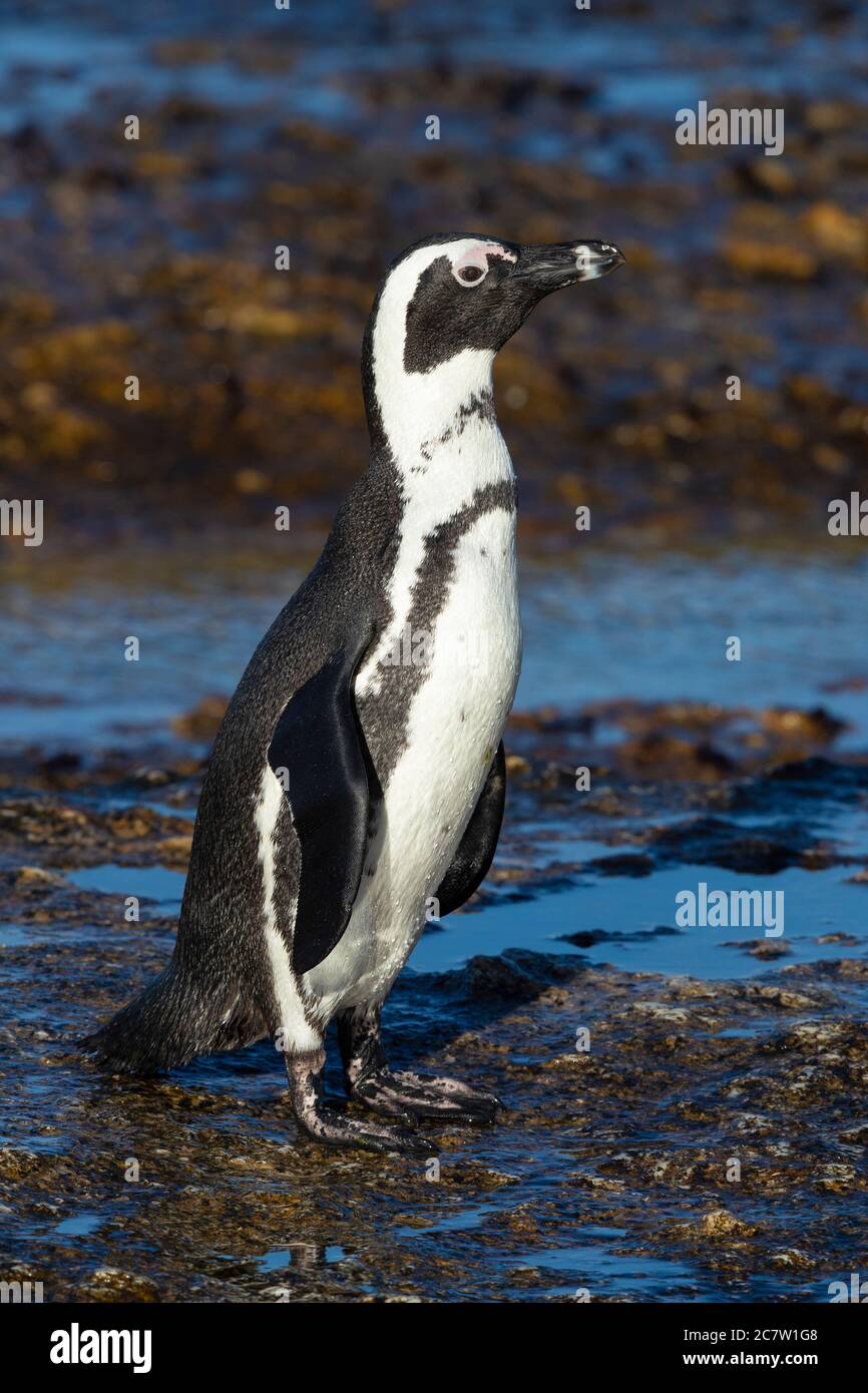 African penguin side on standing hi-res stock photography and images ...