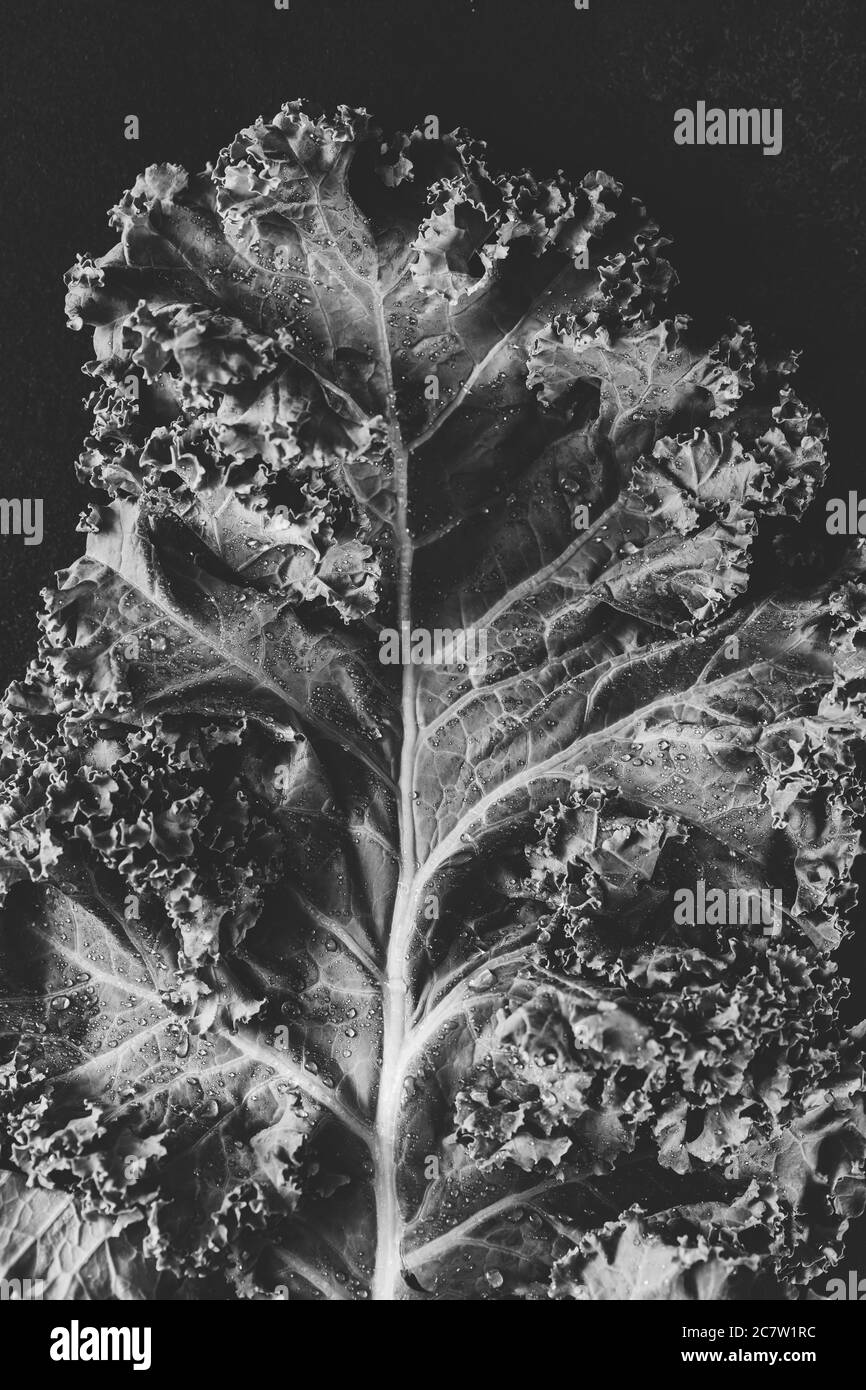 Creative vegan Black and White Stock Photos & Images - Alamy