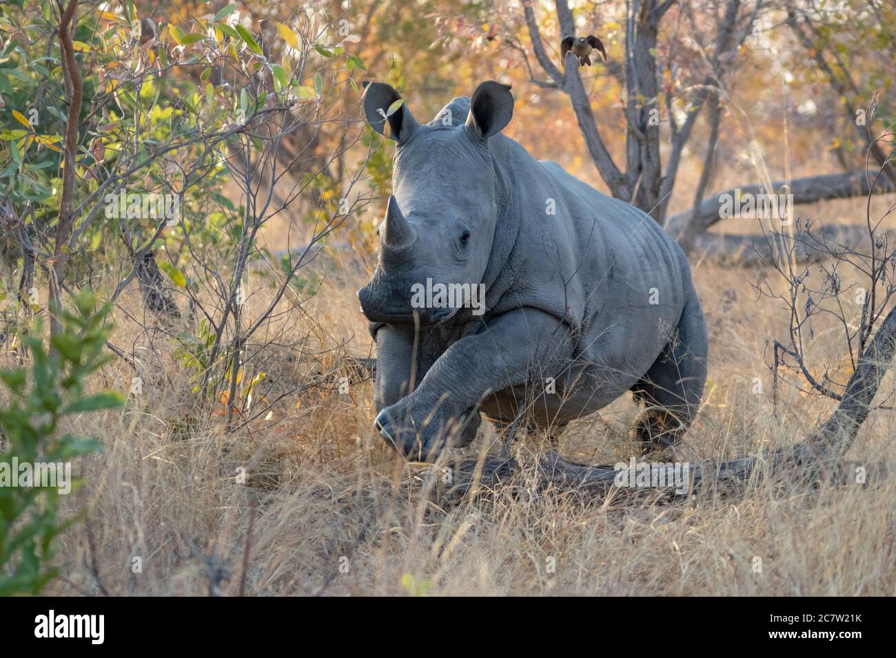 Rhino running hi-res stock photography and images - Alamy