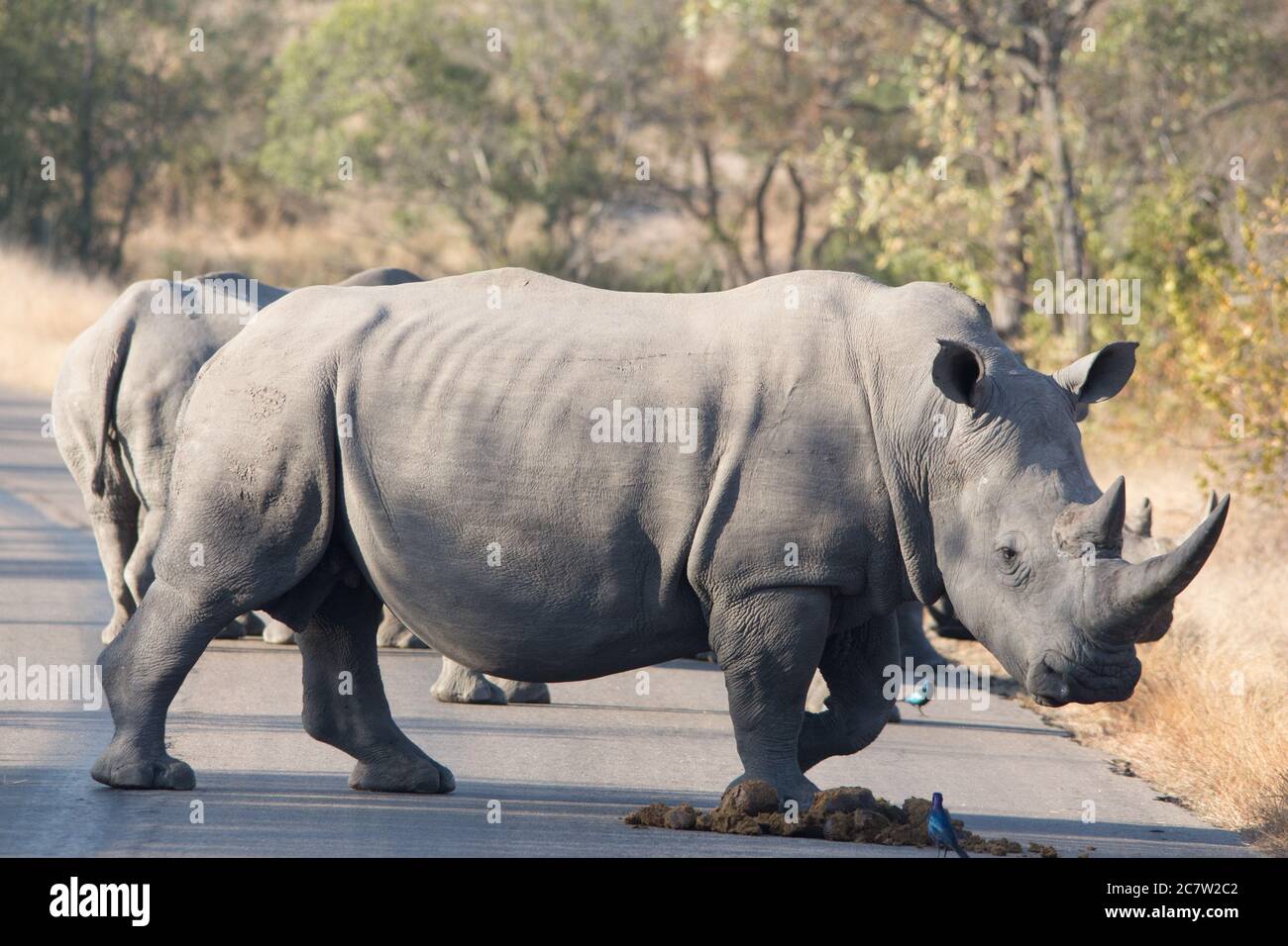 Rhino running hi-res stock photography and images - Alamy