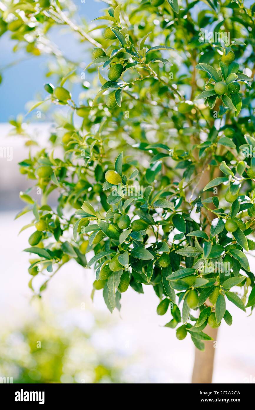 Green kumquat fruit or fortunella on a tree Stock Photo - Alamy