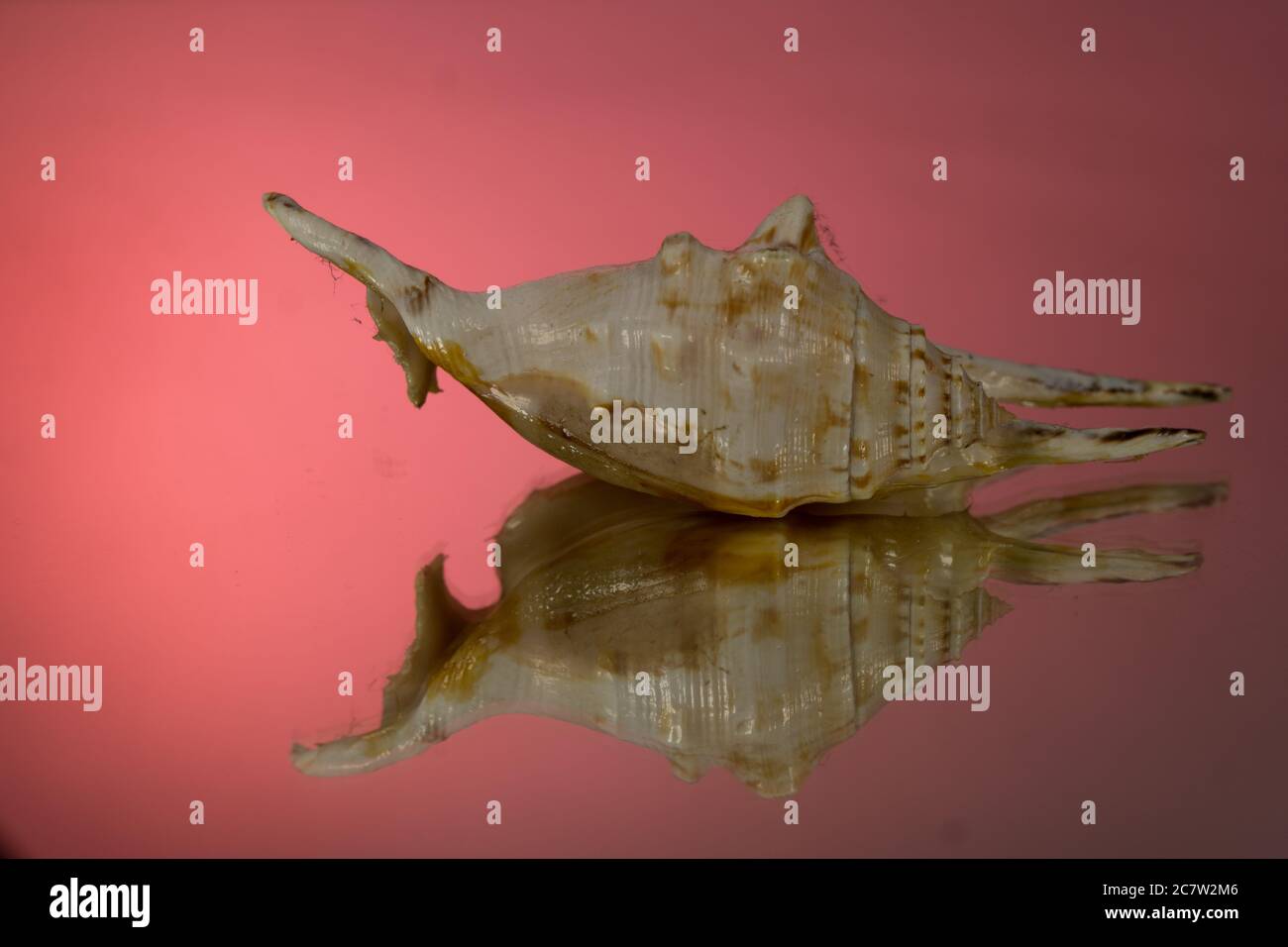 Broken sea shell on white hi-res stock photography and images - Alamy