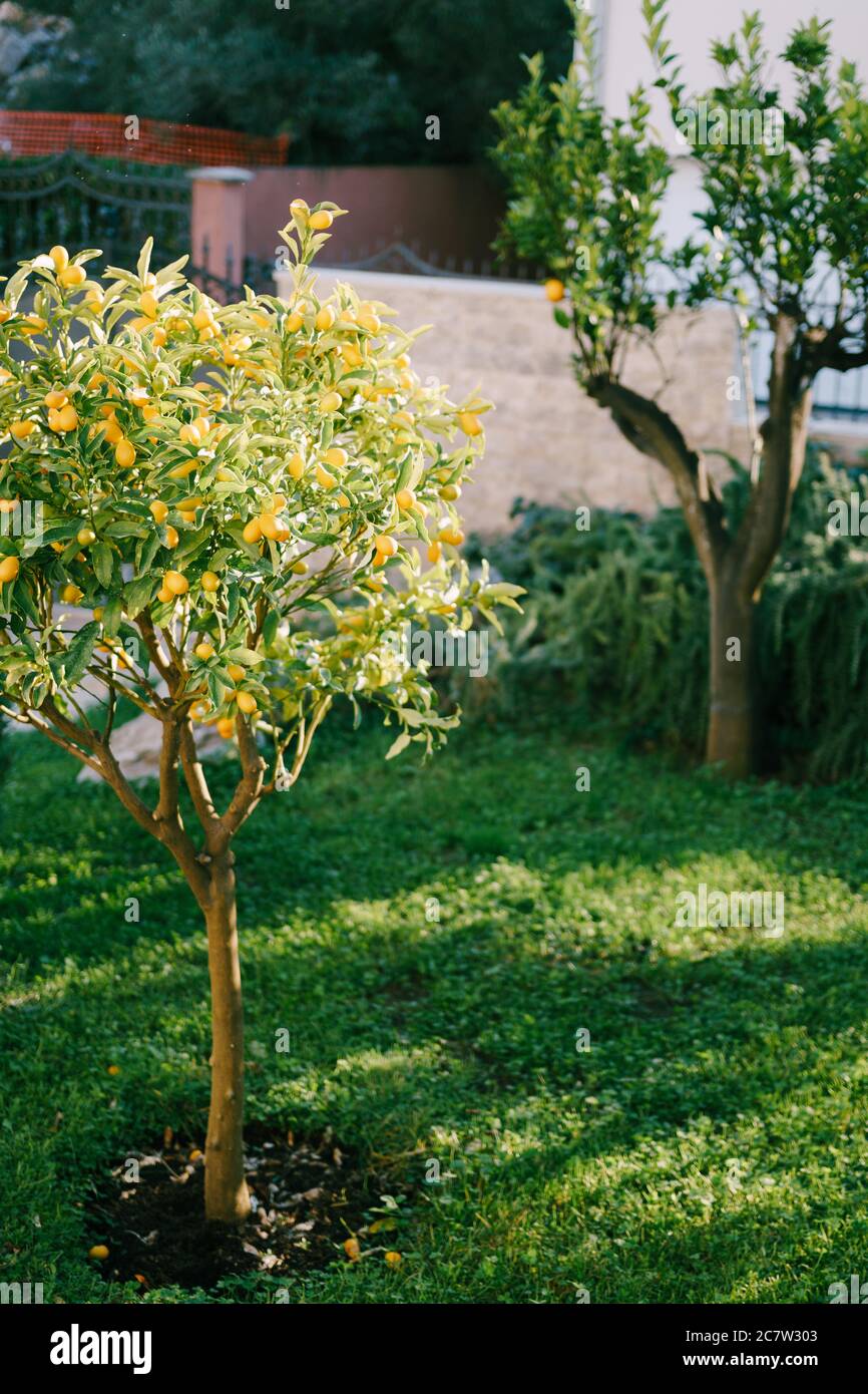 Kumquat or fortunella tree with ripe orange fruits on branches in the ...