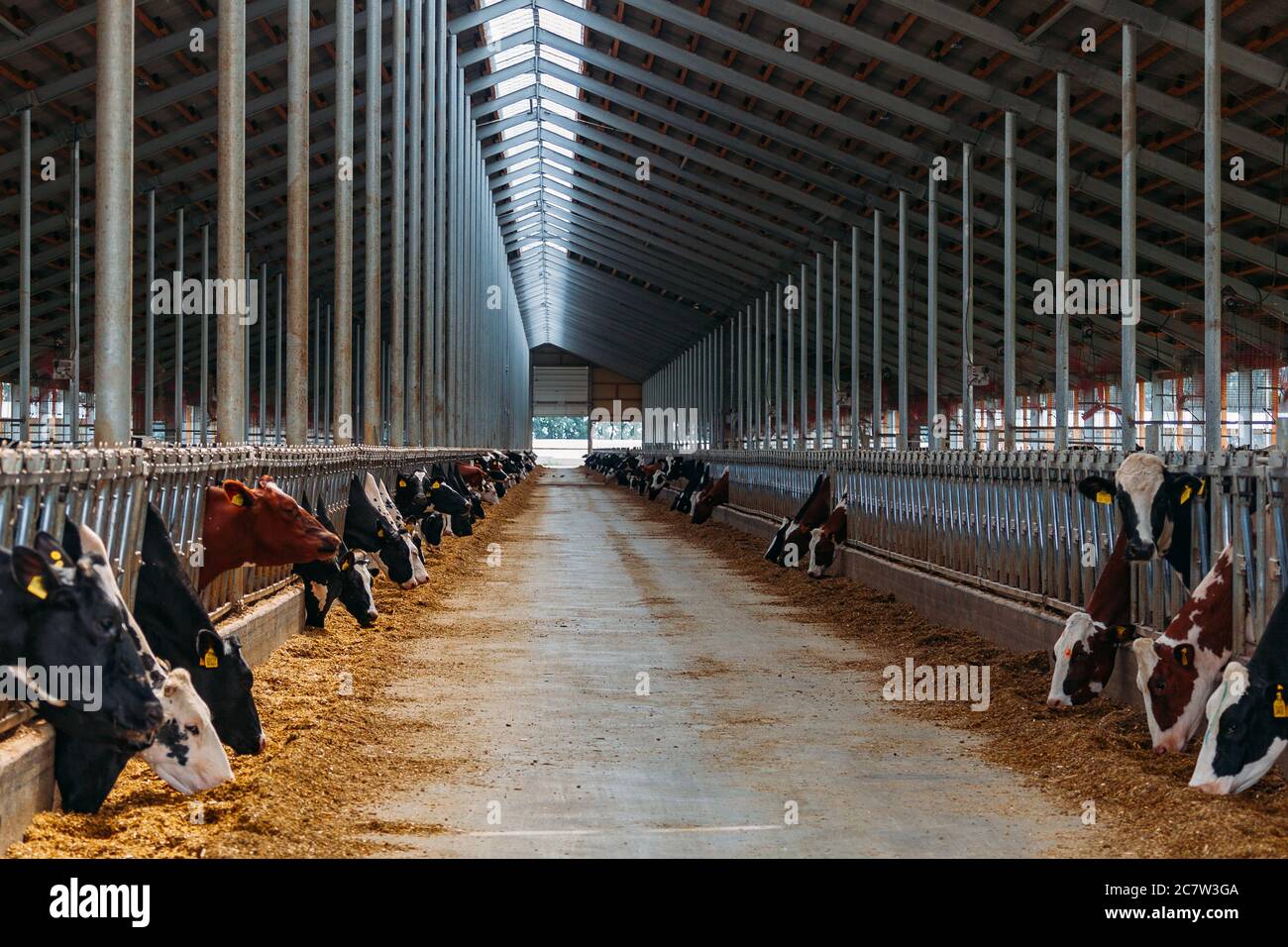 Diary cows in modern free livestock stall Stock Photo - Alamy