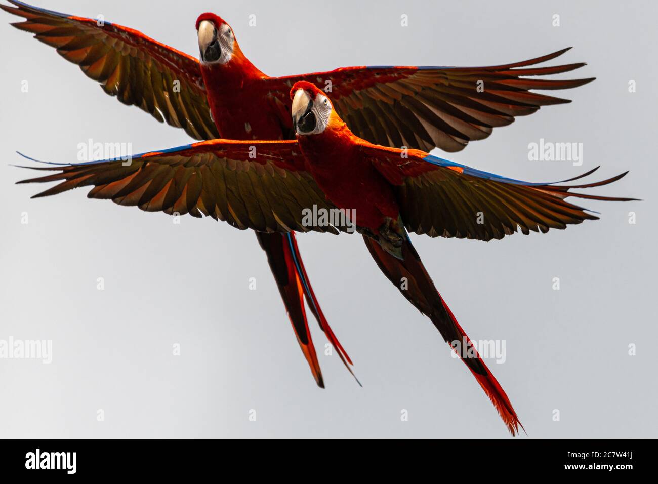 Flying Scarlet Macaw (Ara macao Stock Photo - Alamy