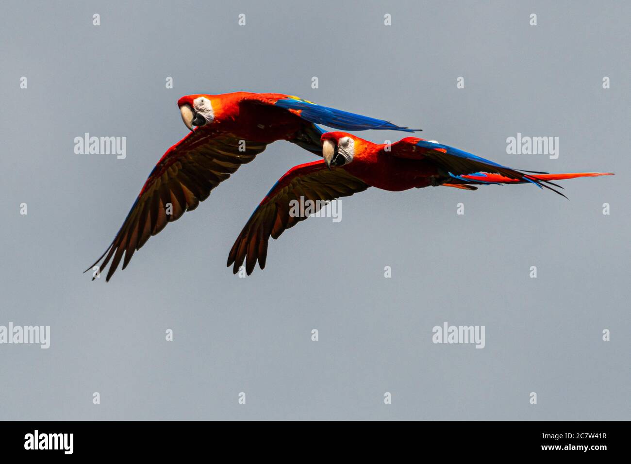 Flying Scarlet Macaw (Ara macao Stock Photo - Alamy