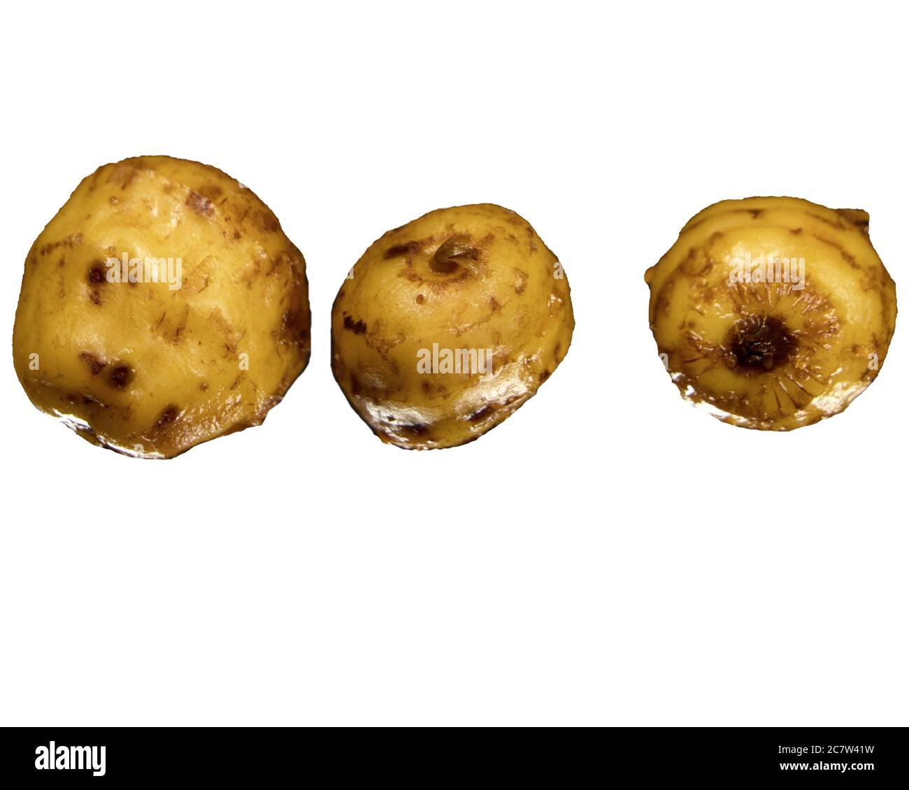 Tiger tiger on a white background. Carp Stock Photo - Alamy