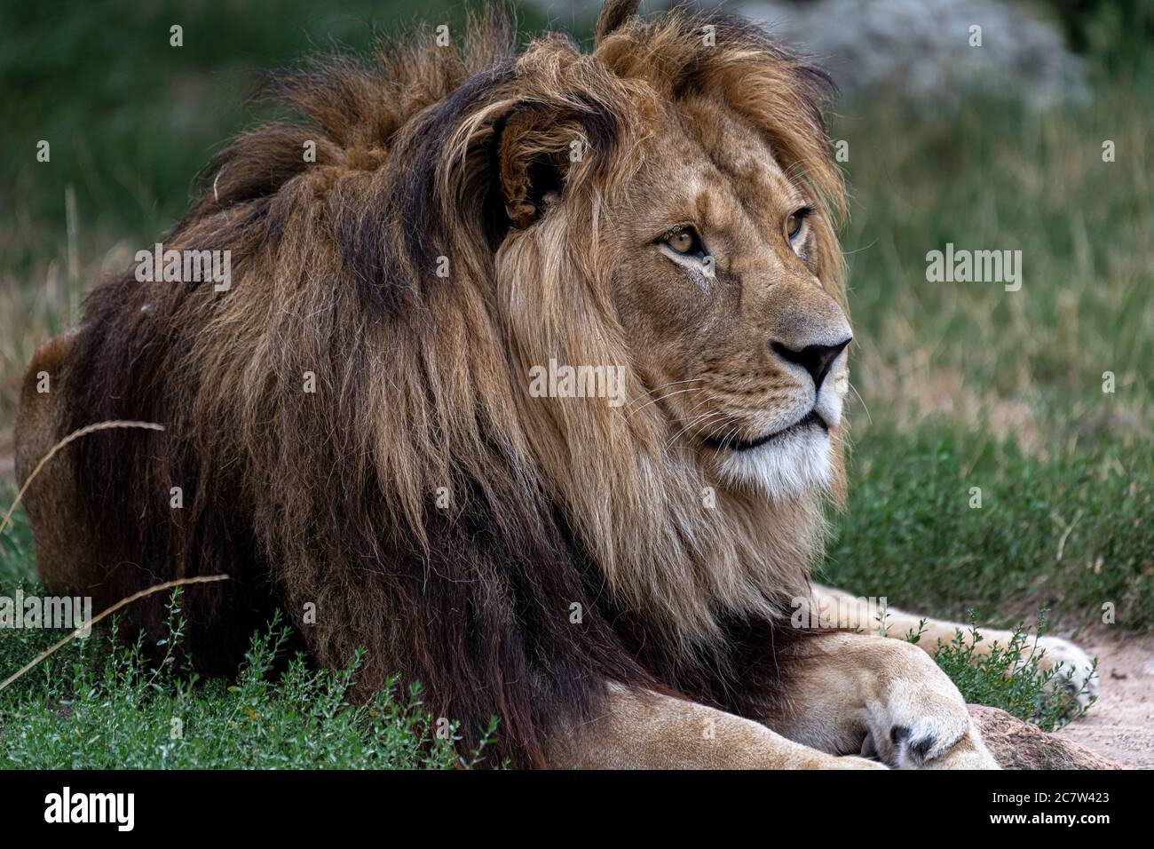 African barbary lion male hi-res stock photography and images - Alamy