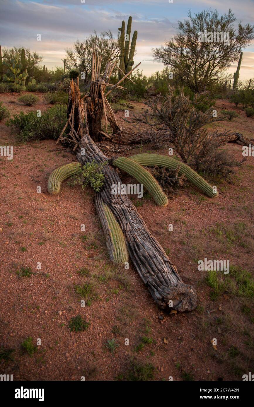 A fallen saguaro cactus lies in the Sonoran Desert, Ironwood Forest ...
