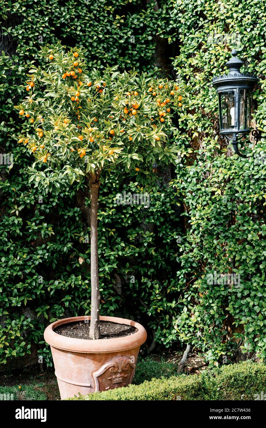 Kumquat or fortunella tree with ripe orange fruits on branches in the ...