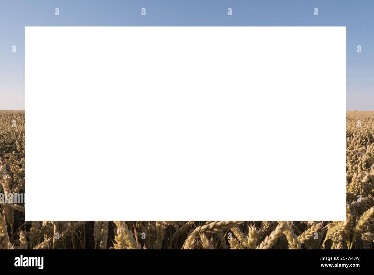 border of yellow wheat and blue sky on white Stock Photo - Alamy