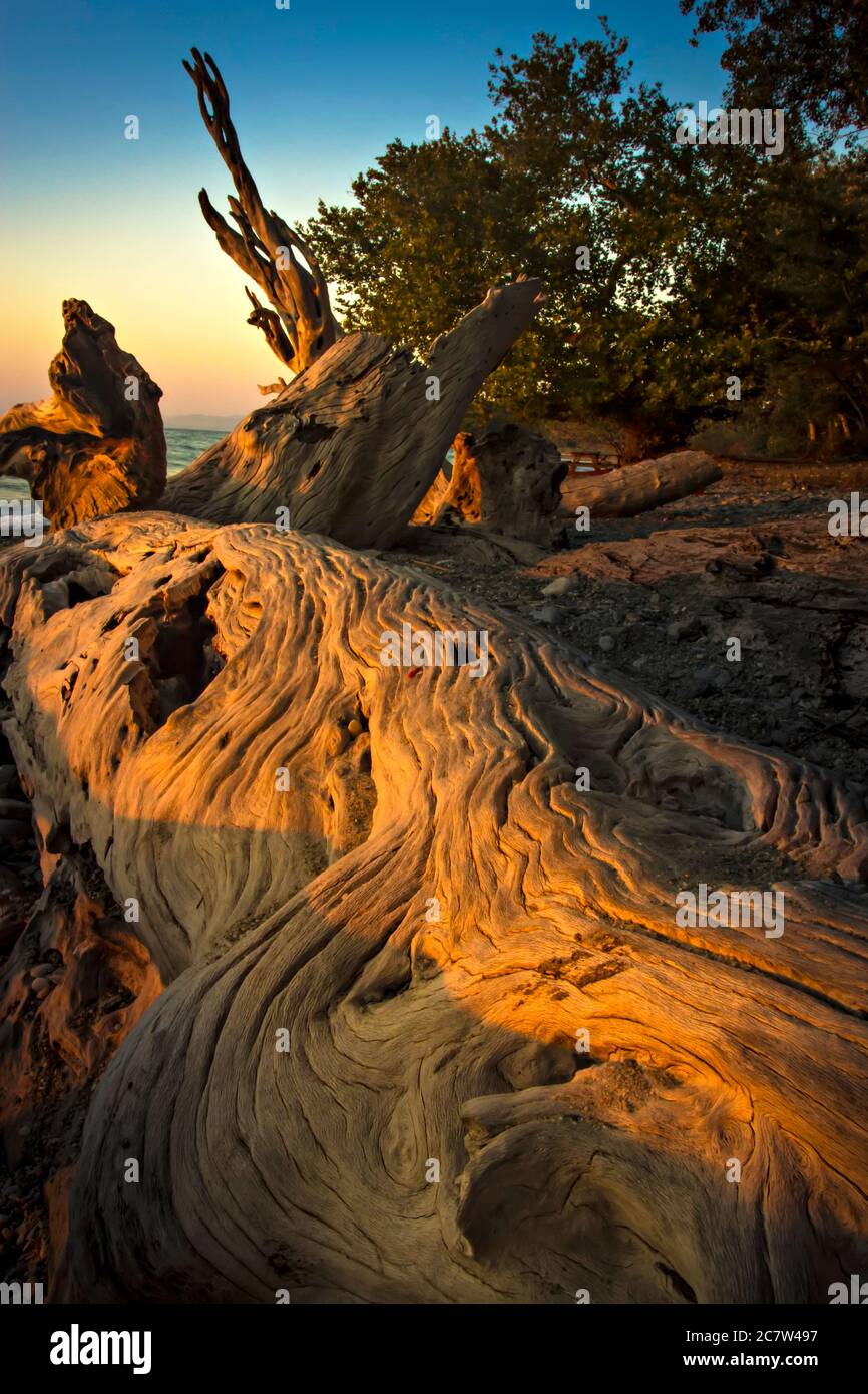 Sunset nature. Sea, sand and dry tree. Sunset landscape photography ...