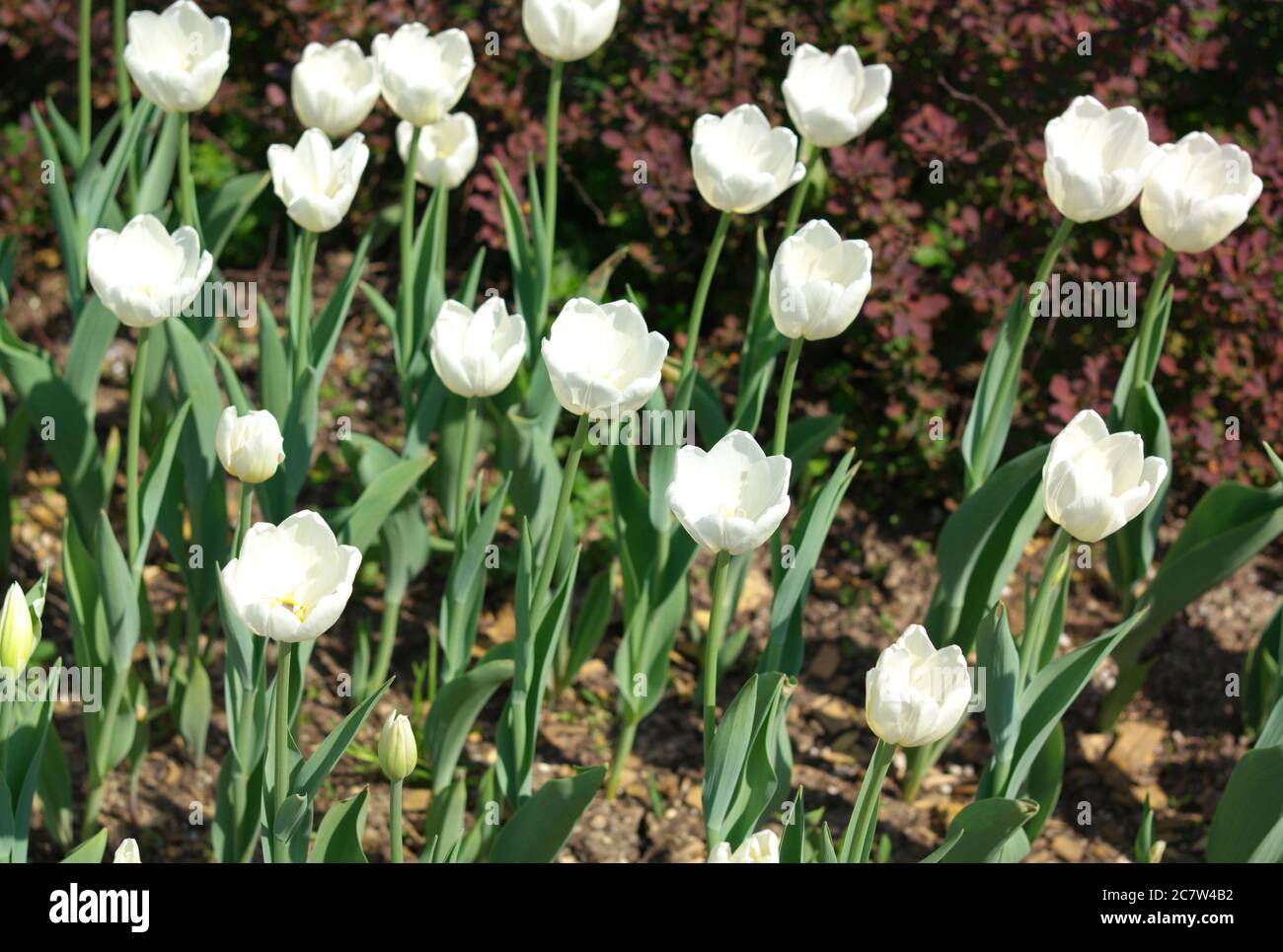 White Tulip at Spring Stock Photo - Alamy