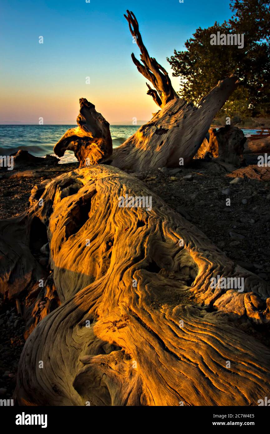 Sunset nature. Sea, sand and dry tree. Sunset landscape photography ...