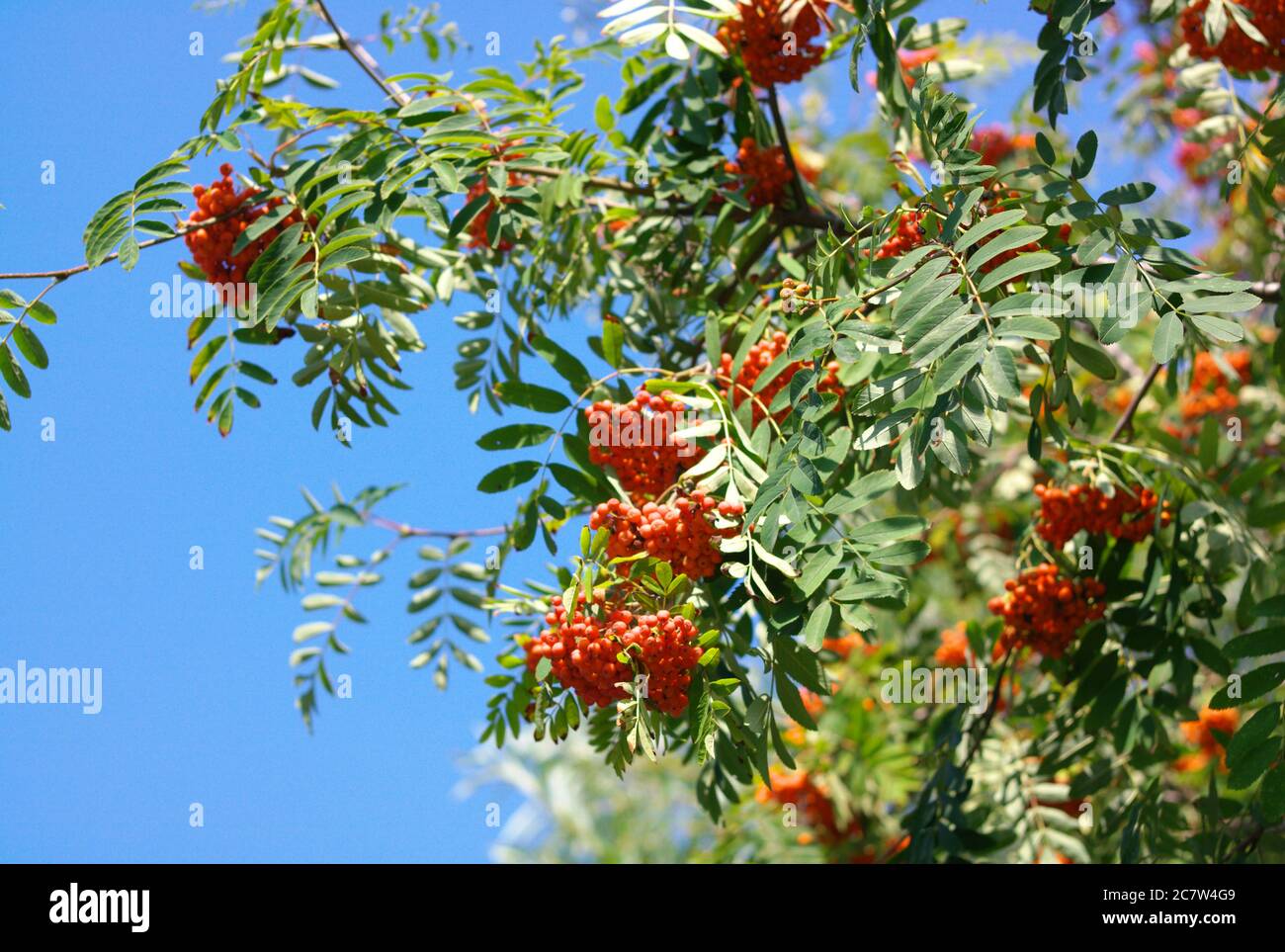 ashberry at dry sunny day Stock Photo - Alamy