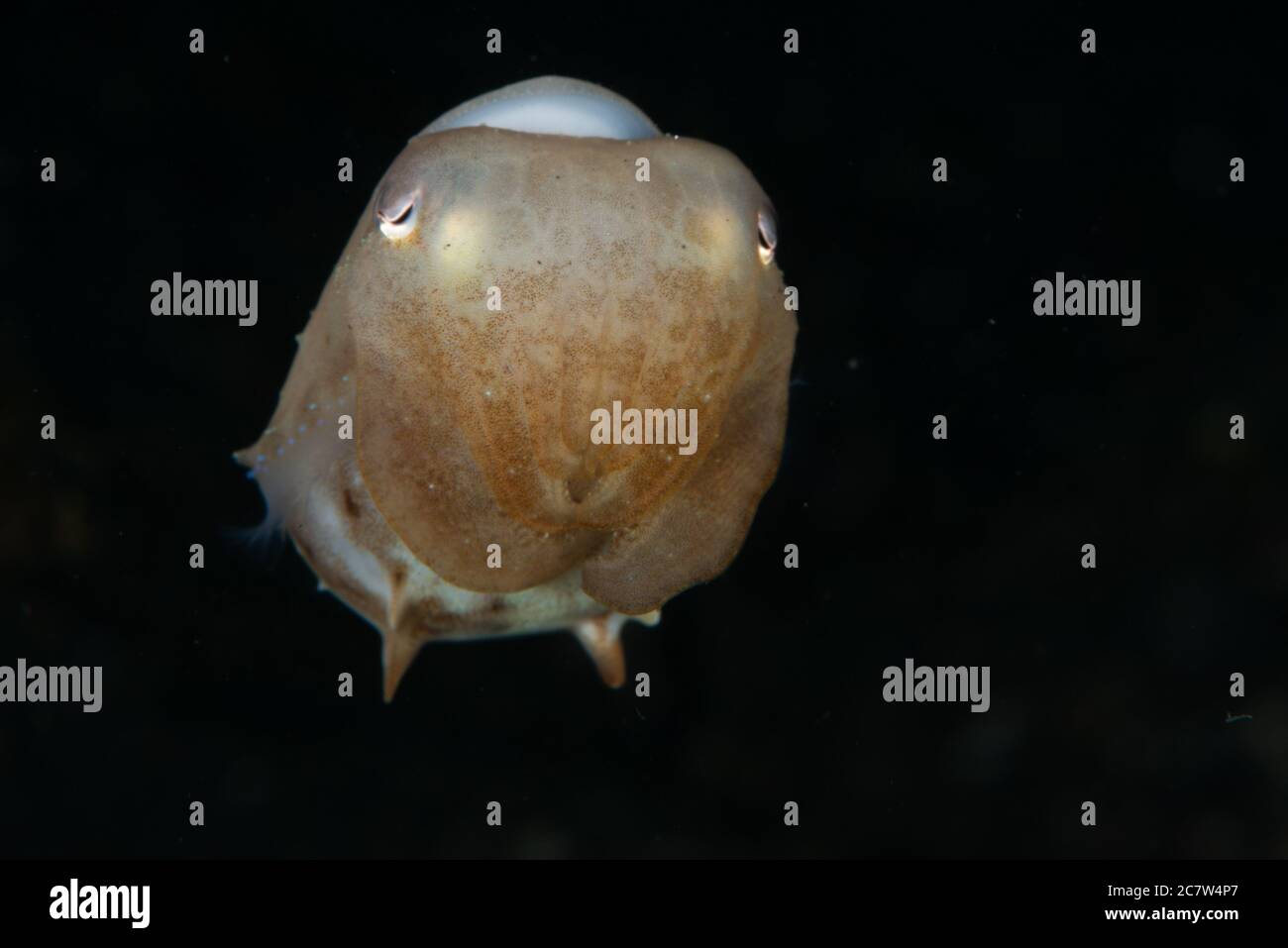Dumbo octopus hi-res stock photography and images - Alamy