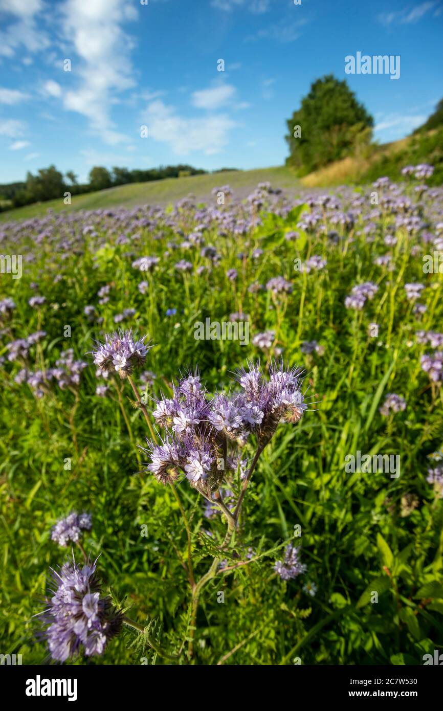 field of phacelia plants Stock Photo - Alamy