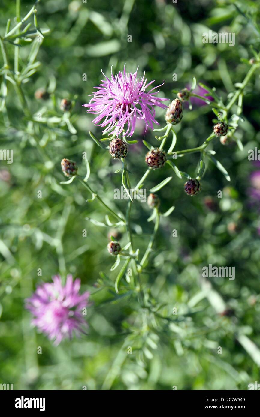 Purple flower spotted knapweed centaurea hi-res stock photography and ...