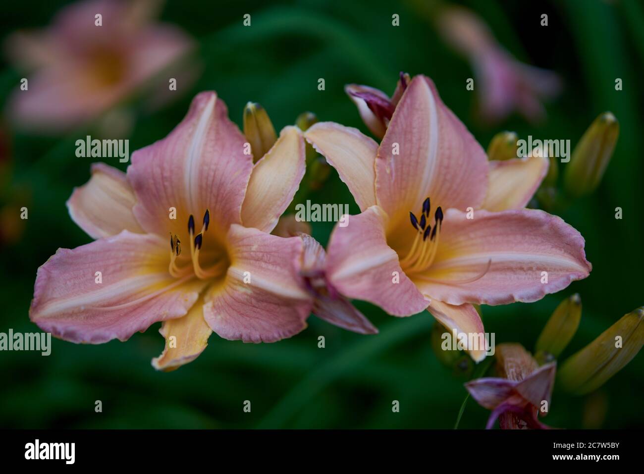 Lush colorful daylily close up Hemerocallis Pink Yellow Hemerocallis ...