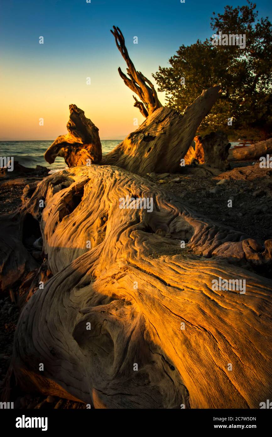Sunset nature. Sea, sand and dry tree. Sunset landscape photography ...