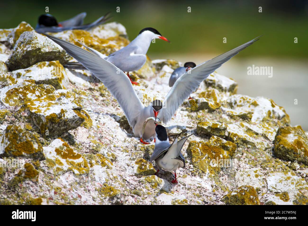 Cute bird tern. Bird nest. Colorful nature background. Bird: Common ...