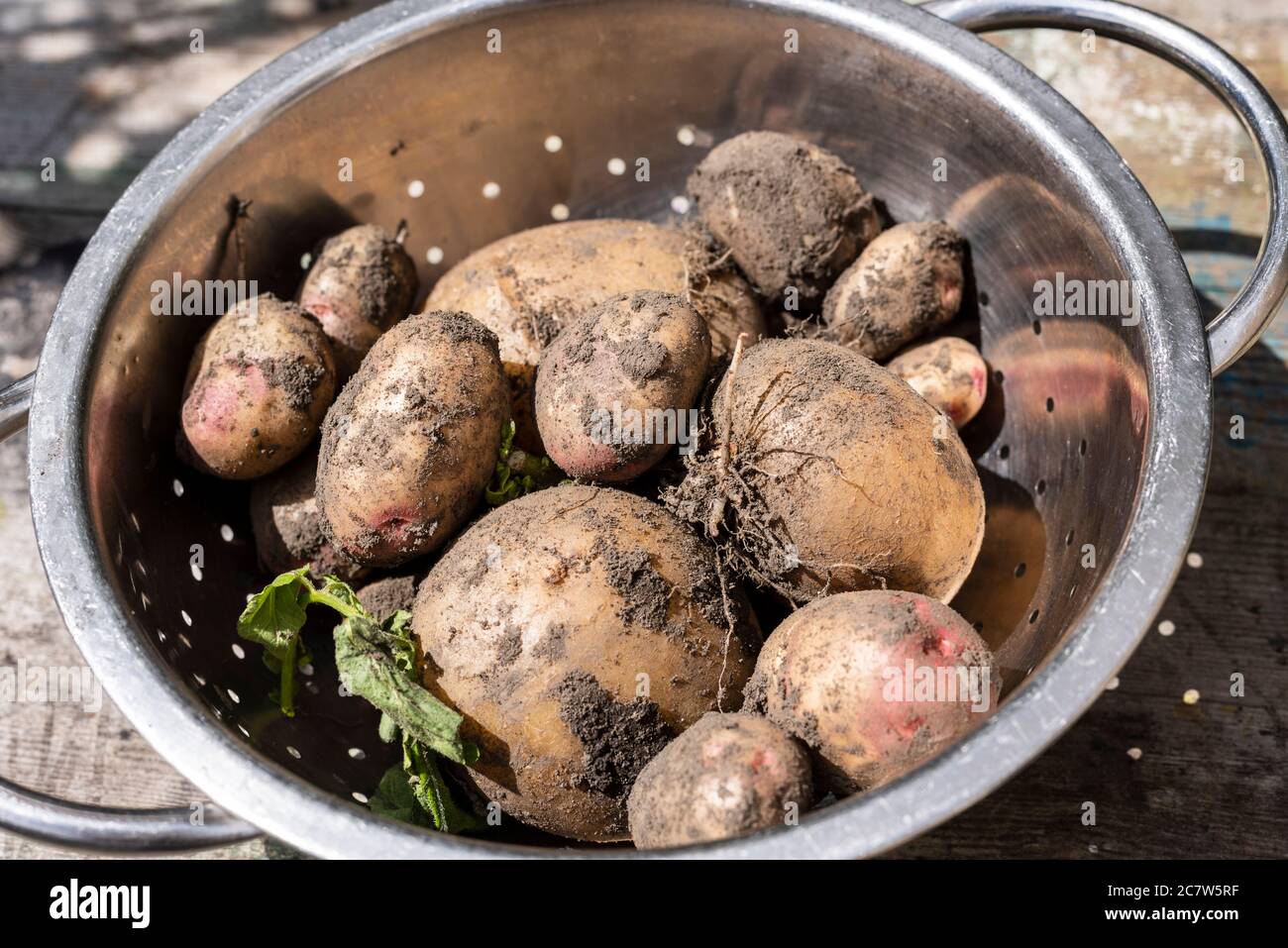 Desiree potato hi-res stock photography and images - Alamy