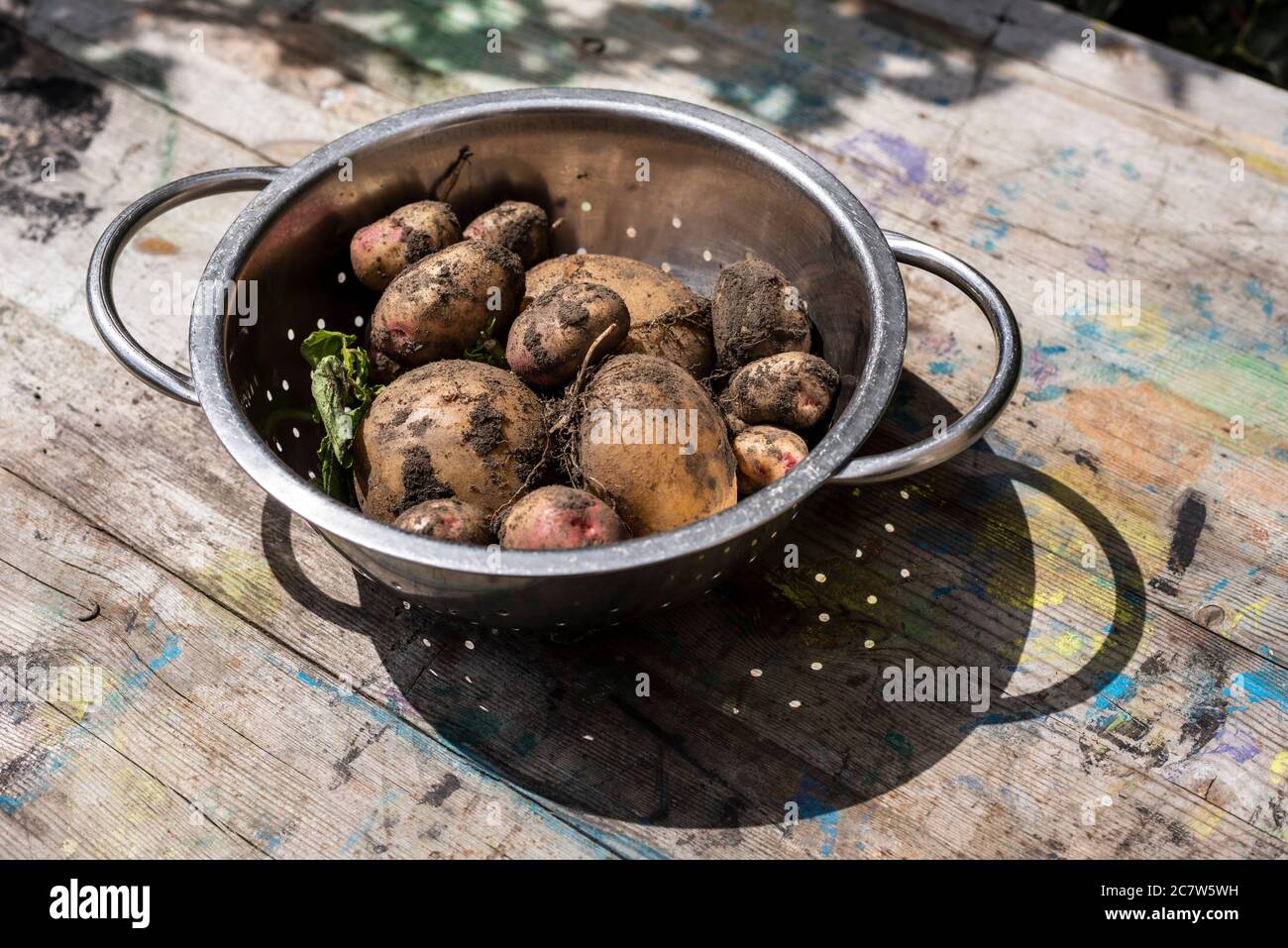 Fresh picked potatoes from the garden Stock Photo - Alamy