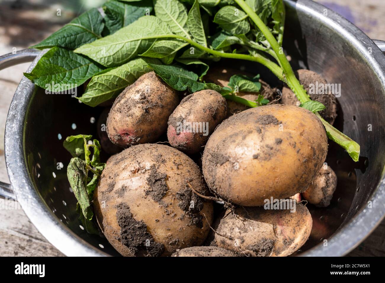 Fresh picked potatoes from the garden Stock Photo - Alamy
